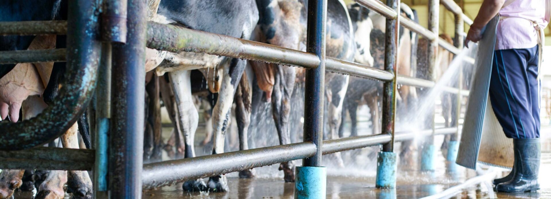 Los establos limpios protegen al ganado y los beneficios